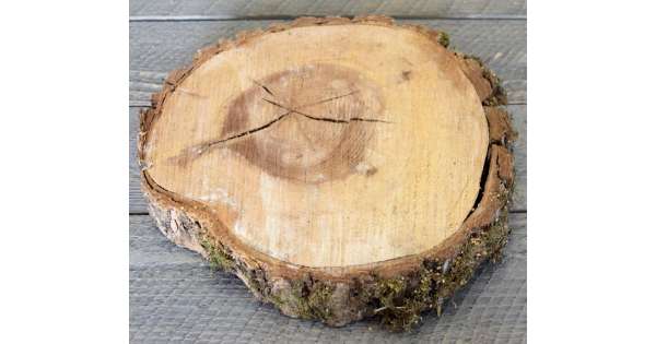 Elm Wood Slices - Large Wood Slices