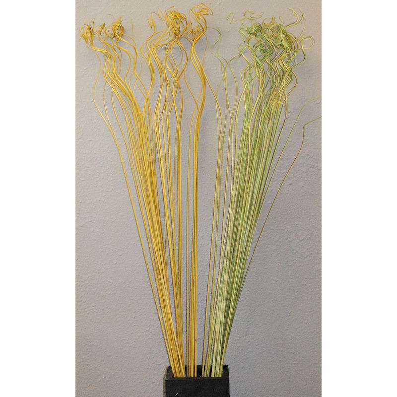 Long Curly Ting Ting Branches, Tall Curly Ting Ting