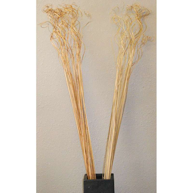 Long Curly Ting Ting Branches, Tall Curly Ting Ting