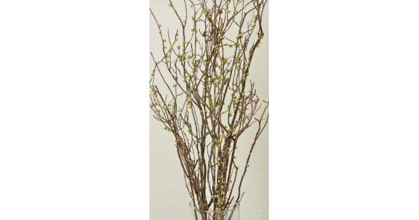 Green Berry Sweet Huck Branch