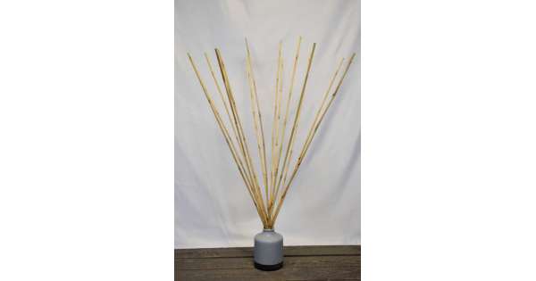 Wild Cane - Natural Bamboo