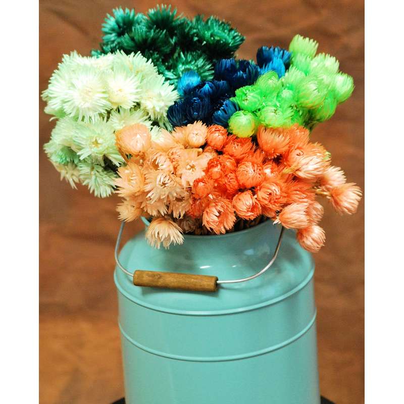 Dyed Everlasting Flowers - Dried Helichrysum
