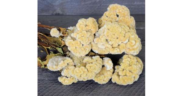 Dried Celosia Cockscomb Flowers - Dried Coxcomb Flowers