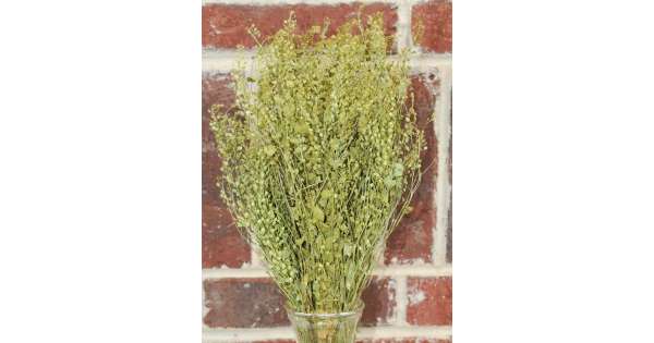 Dried Lepidium Bunch