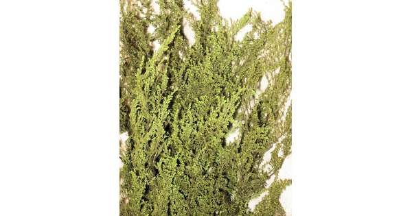 Preserved Sweet Annie Flower Bunch - Dried Sweet Annie