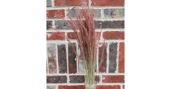 Dried Ruby Red Silk Grass