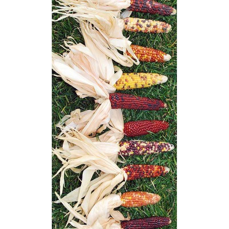 Decorative Mini Indian Corn, Small Baby Indian Corn