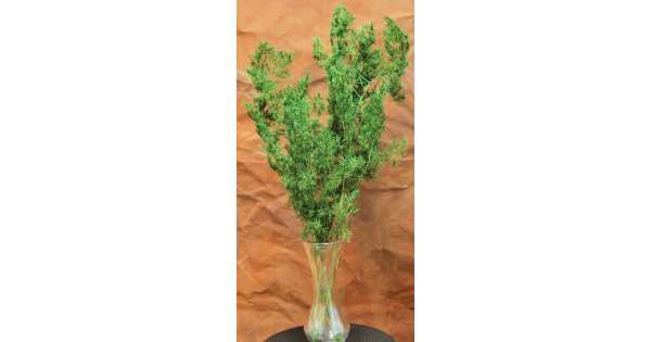 Dried Springerii Fern Bunch | Dried Asparagus Sprengerii
