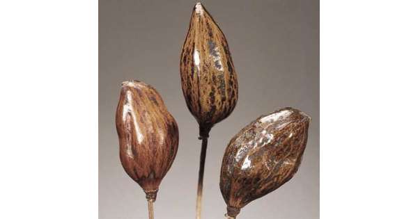 Dried Baobab pods stemmed
