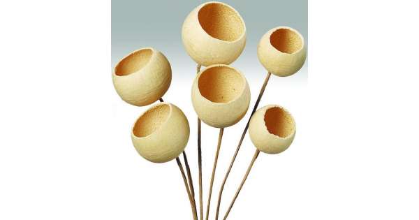 Dried Pods and Decorative Seeds