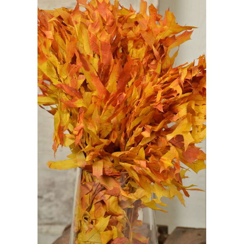 Preserved Mango Oak Leaves, 1LB Decorative, Pressed, Dried Leaves