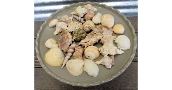 Assorted Decorative Sea Shells For Sale - Large