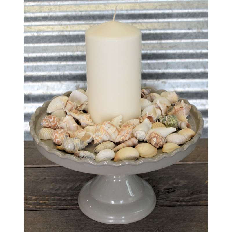 Assorted Decorative Sea Shells For Sale - Large