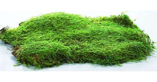 Dried Sheet Moss - Preserved Bulk Box Sheet Moss