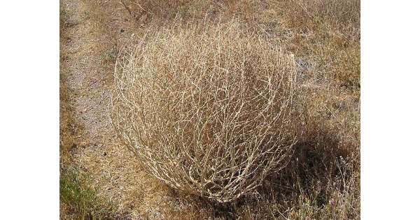 Baby Tumbleweeds (Buy Tumble weeds)