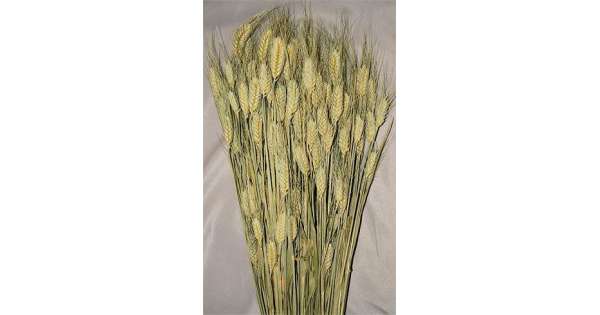 Club Wheat Bundle