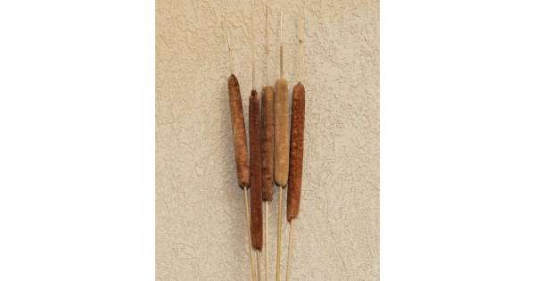 Buy Cattails Large Dried (Cat Tails) For Sale -- In Stock