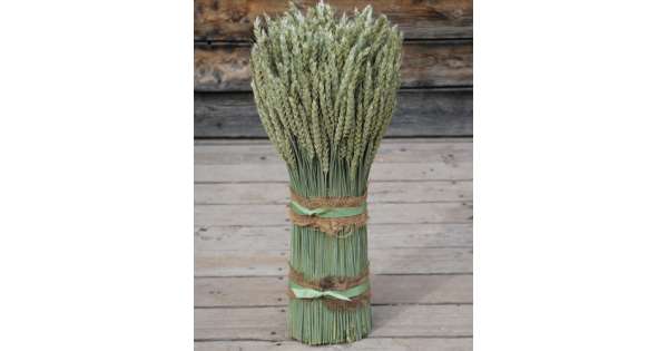 Vertical Beardless Wheat Bundle - Large Wheat Sheave