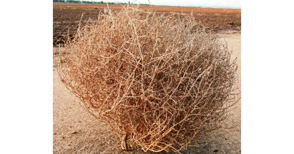 Ginormous Tumbleweed - Very Large Tumbleweeds